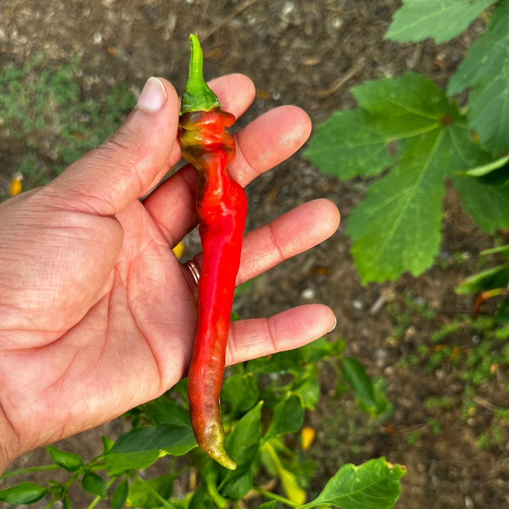 Jimmy Nardello Pepper Seeds - Etsy