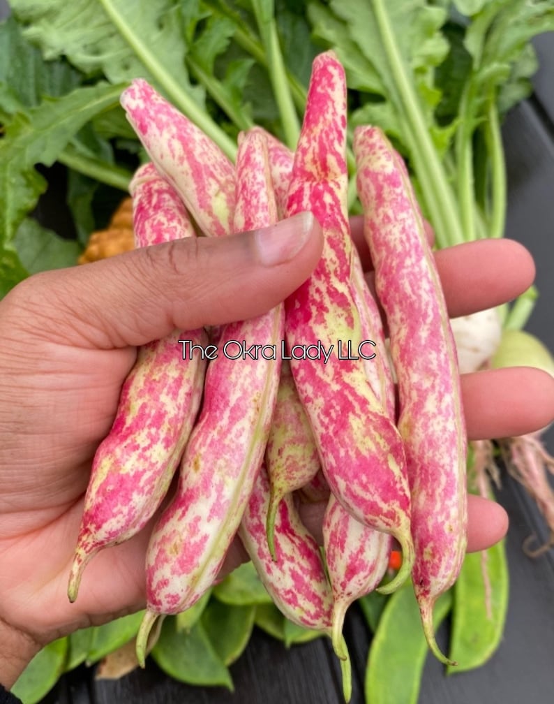 Cranberry Bush Bean Seeds - Etsy
