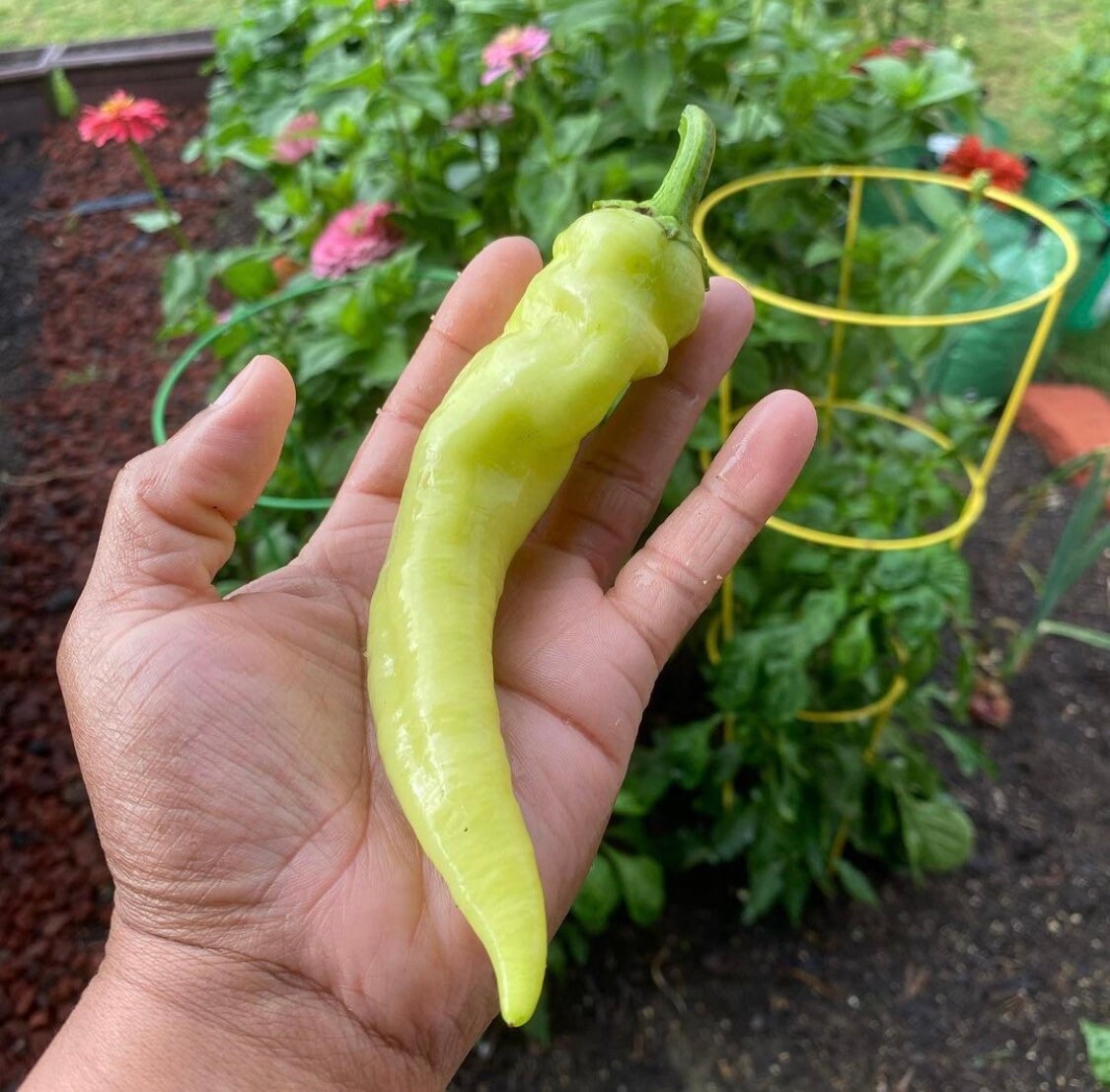 Banana Pepper Seeds | Etsy