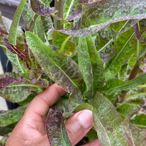 Purple Sword Celtuce Lettuce Seeds - Etsy