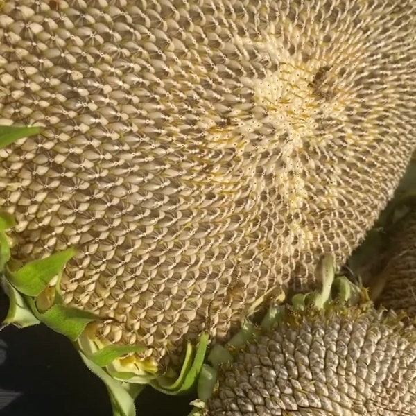 Skyscraper Sunflower - Etsy