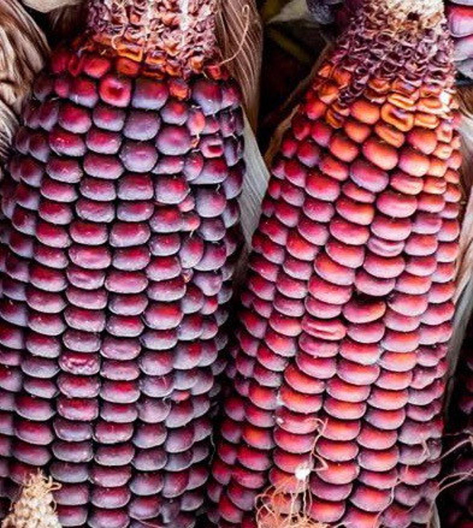 Jimmy Red Corn Seeds | Etsy