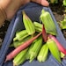 Okinawa Pink Okra Seeds - Etsy