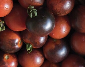 Bodacious Hybrid Tomato Seeds | Etsy