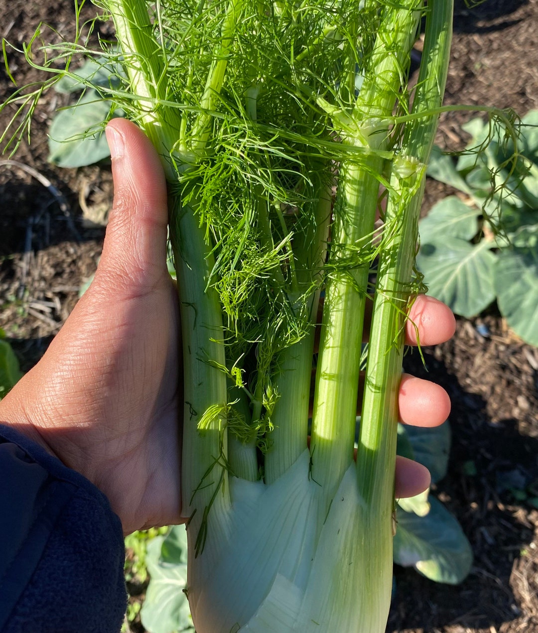 Fennel Seeds - Florence - Etsy Finland