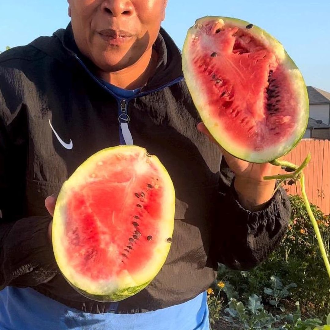 Tom Watson Heirloom Watermelon Seeds - Etsy