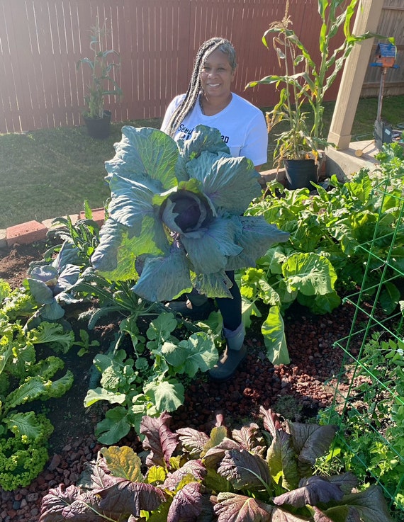 Red Cabbage Seedlings