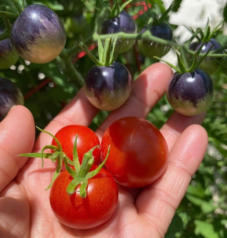 Midnight Snack Cherry Tomato Seeds - Hybrid - Etsy