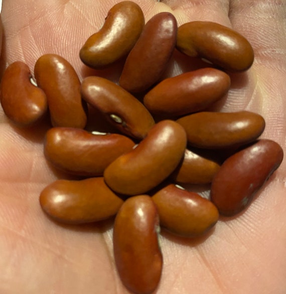 Red Kidney Bean Seeds | Etsy