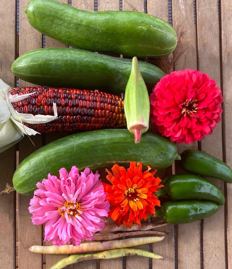 Jimmy Red Corn Seeds - Etsy