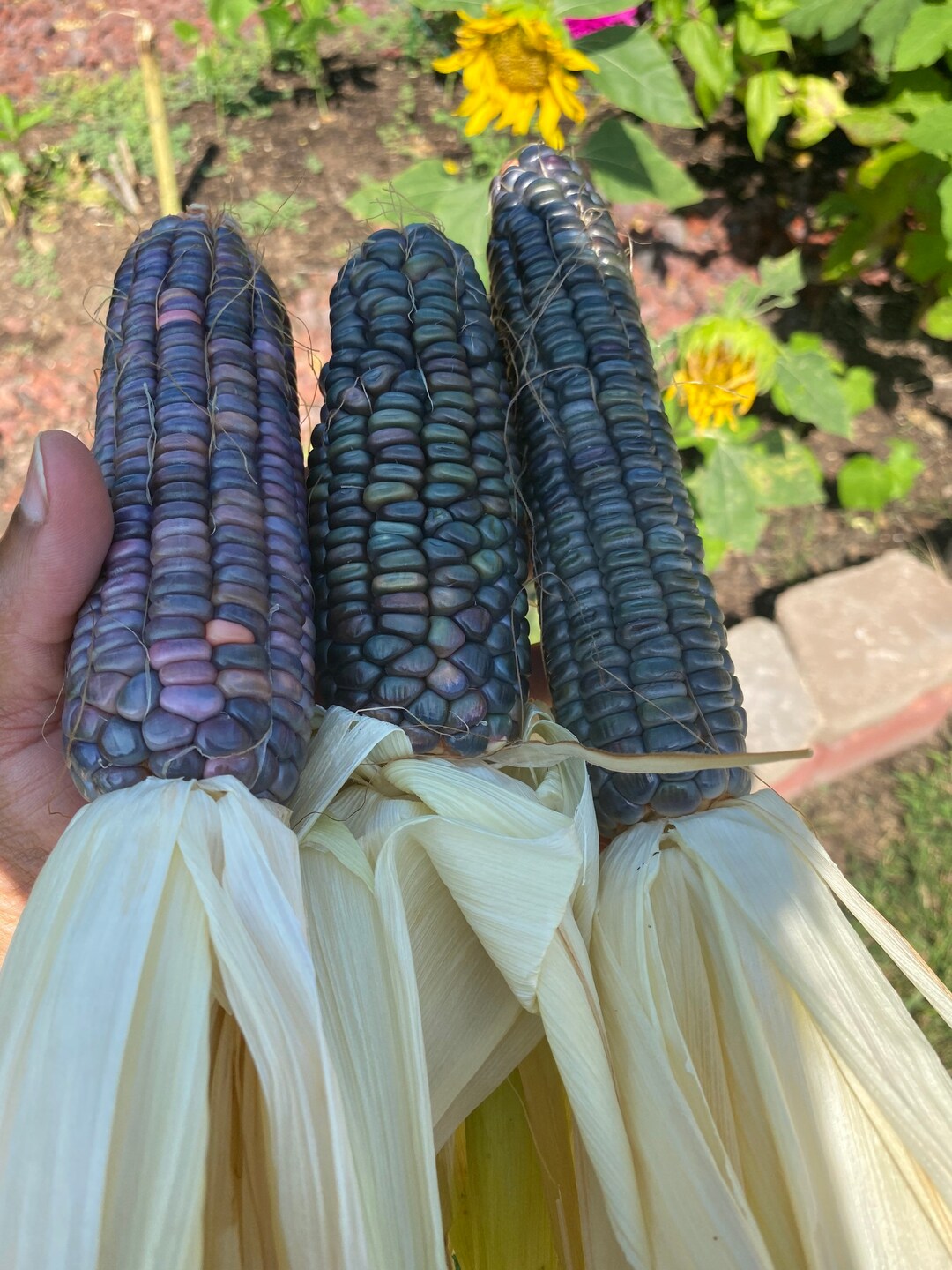 Blue Corn Seeds - Etsy