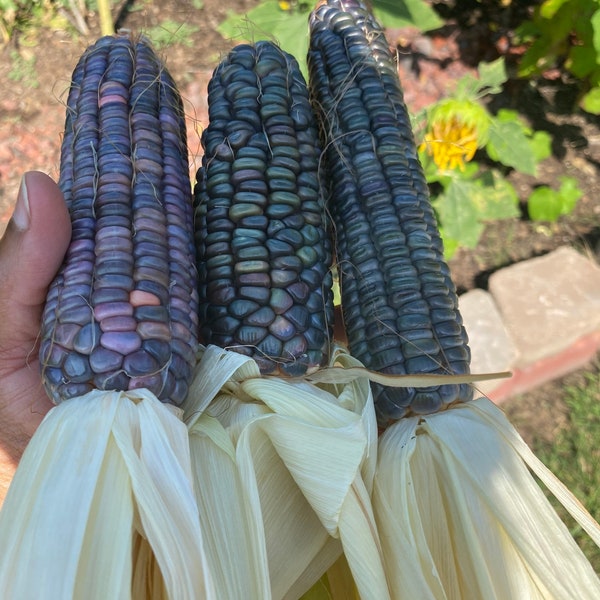 Hopi Blue Corn - Etsy