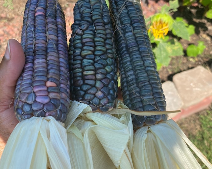 Blue Corn Seeds - Etsy
