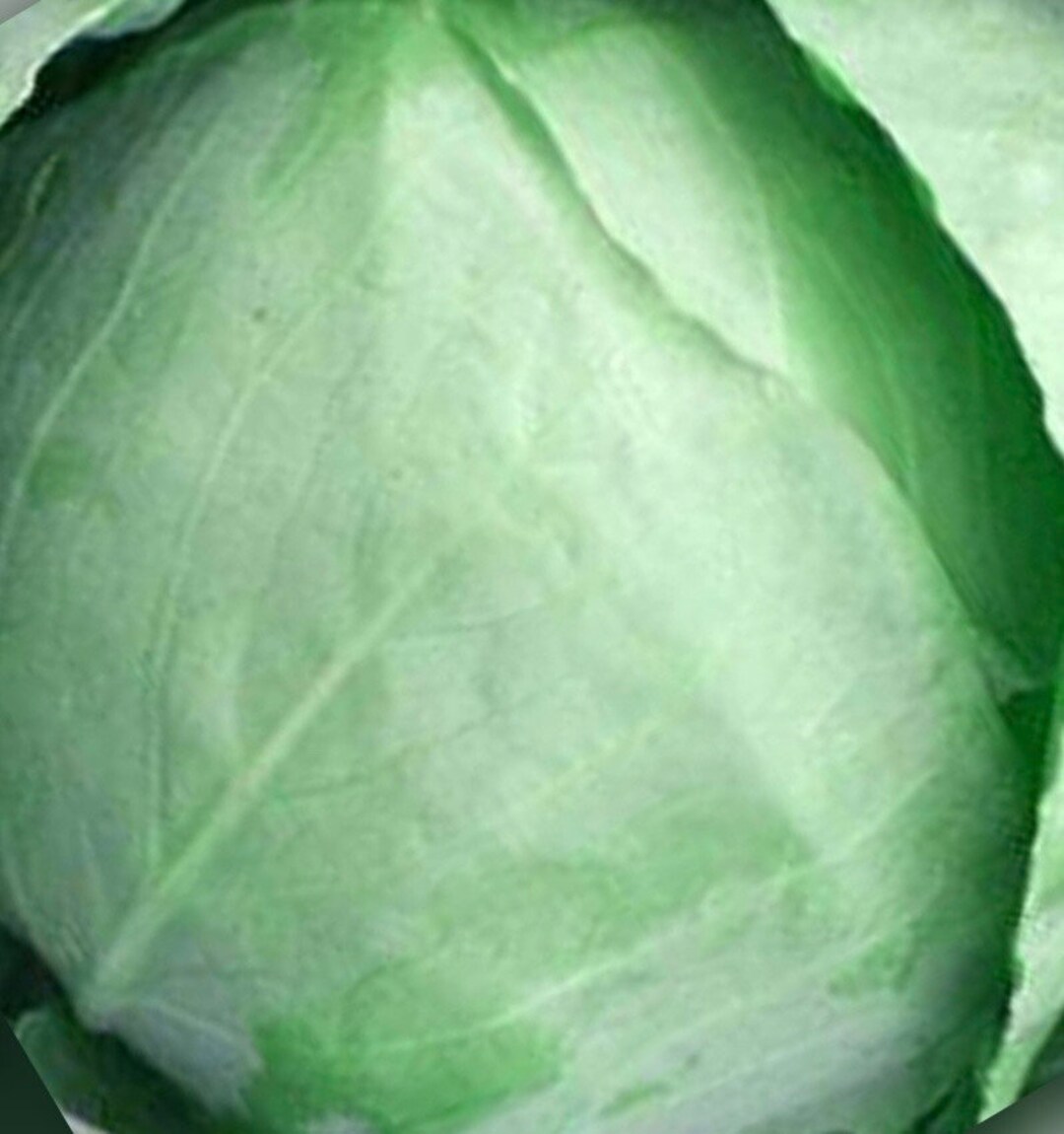 Early Round Dutch Cabbage Seeds - Etsy