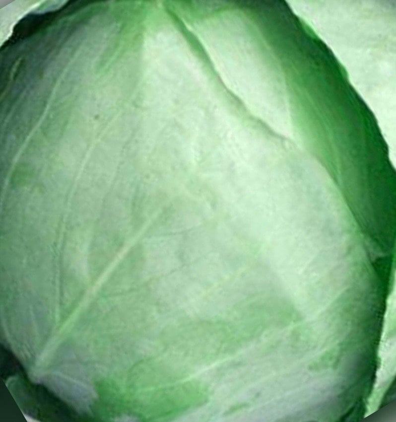 Early Round Dutch Cabbage Seeds - Etsy