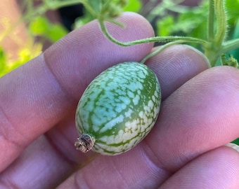 Cucamelon Seeds Heirloom, Open Pollinated, Non GMO Grow Indoors ...