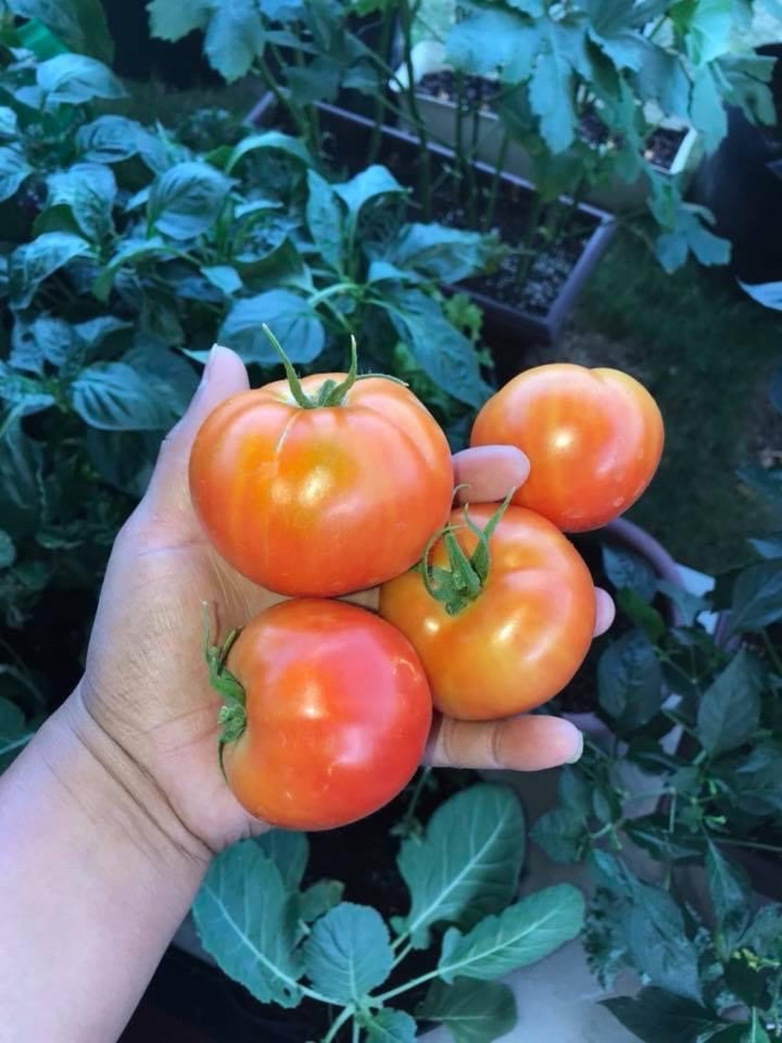 Bodacious Hybrid Tomato Seeds - Etsy