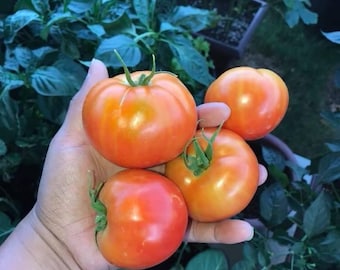 25 Homeslice Tomato Seeds Hybrid Tomato - Etsy