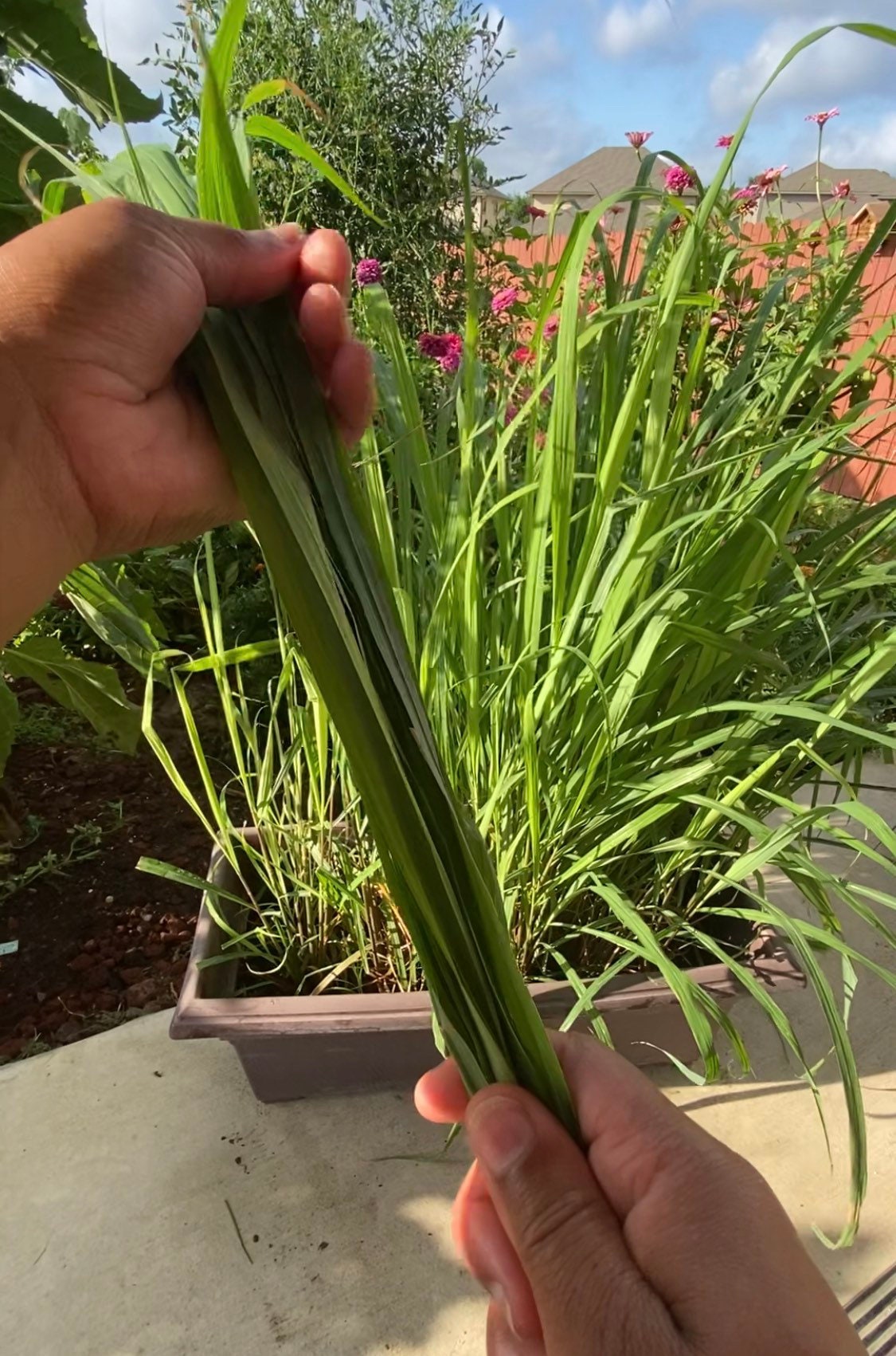 Lemongrass Seeds - Etsy