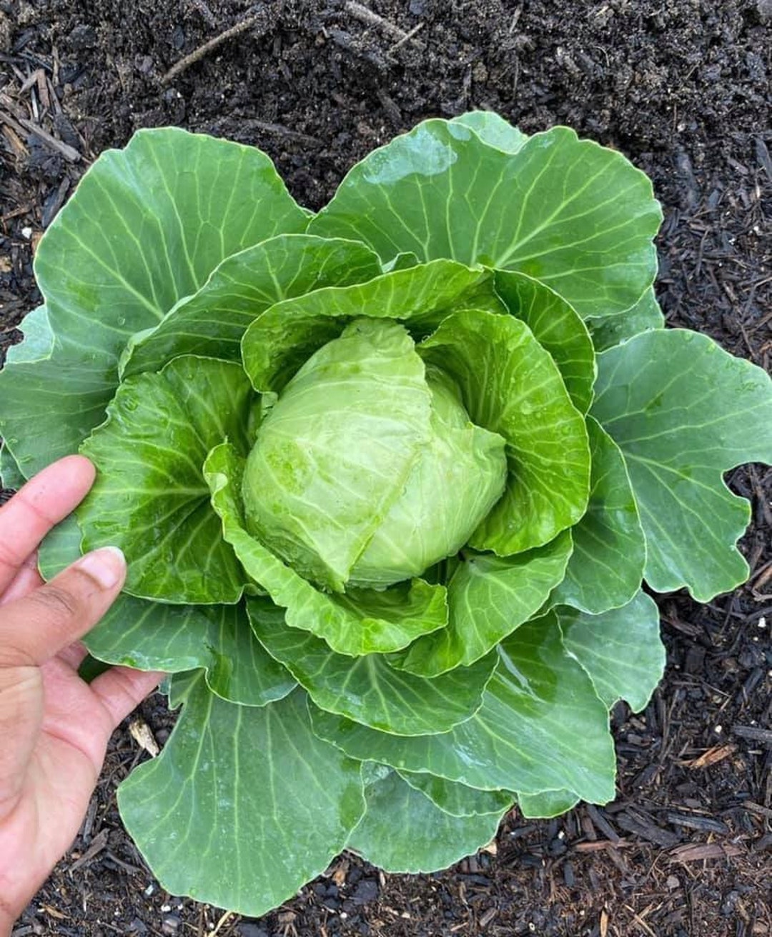 Golden Acre Cabbage Seeds - Etsy
