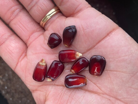 Jimmy Red Corn Seeds | Etsy