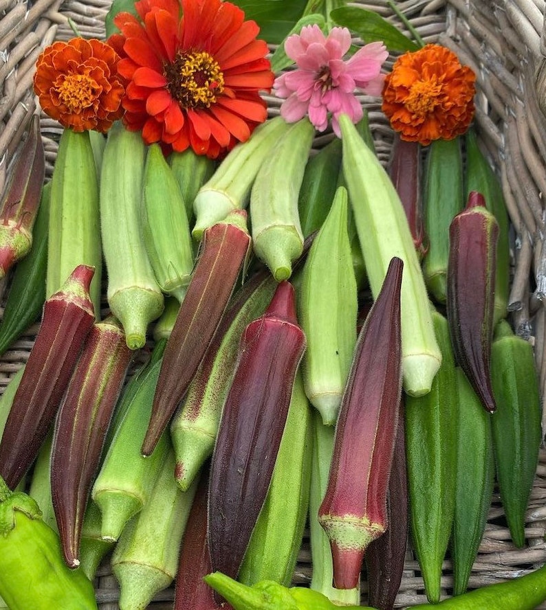 Okra Seeds - Rainbow Pack - Etsy