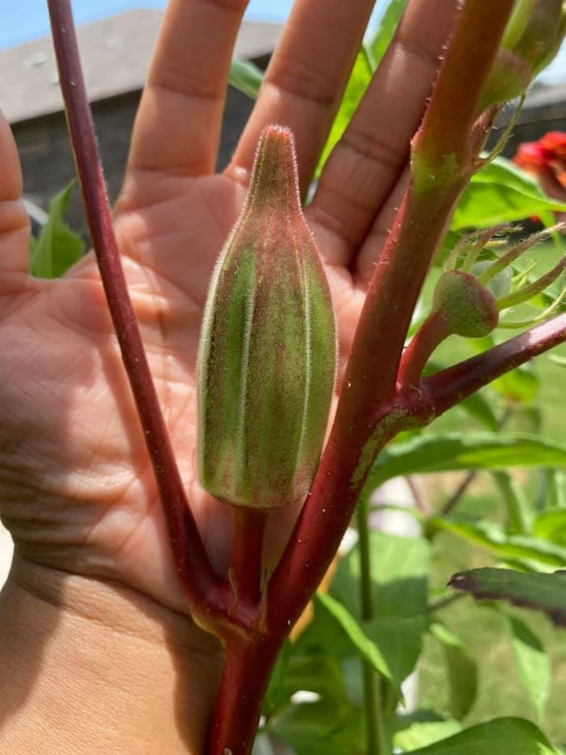 Alabama Red Okra Seeds - Etsy