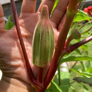 Alabama Red Okra Seeds - Etsy