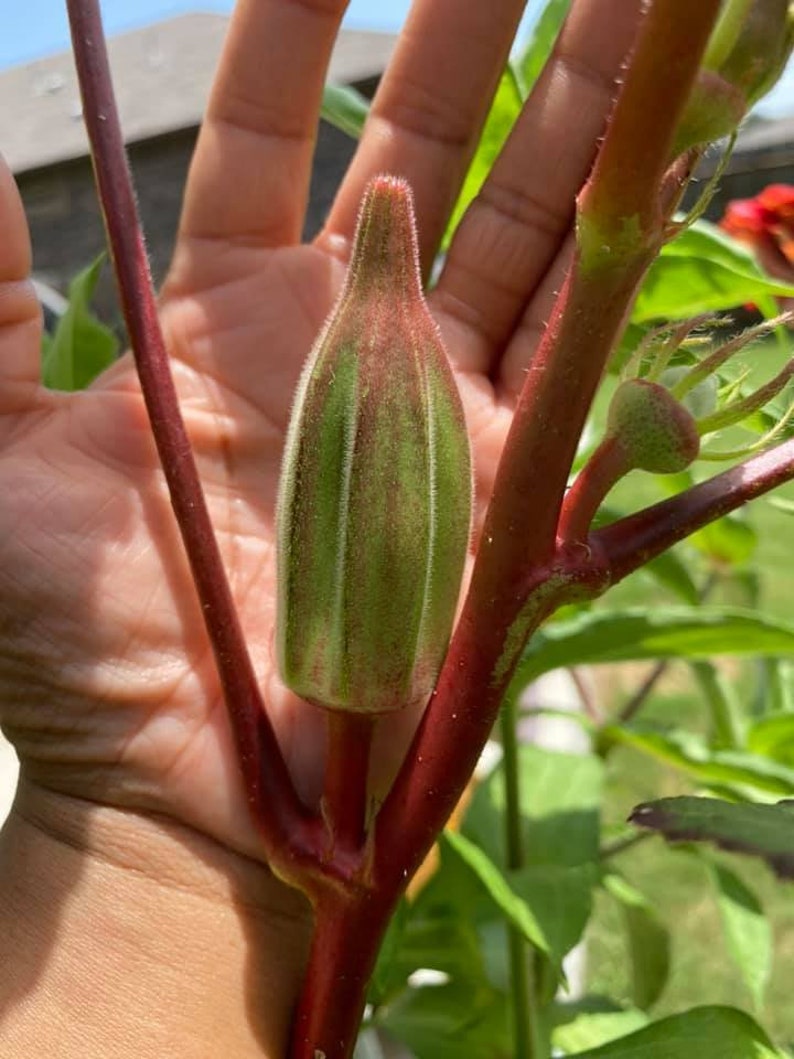 Alabama Red Okra Seeds - Etsy