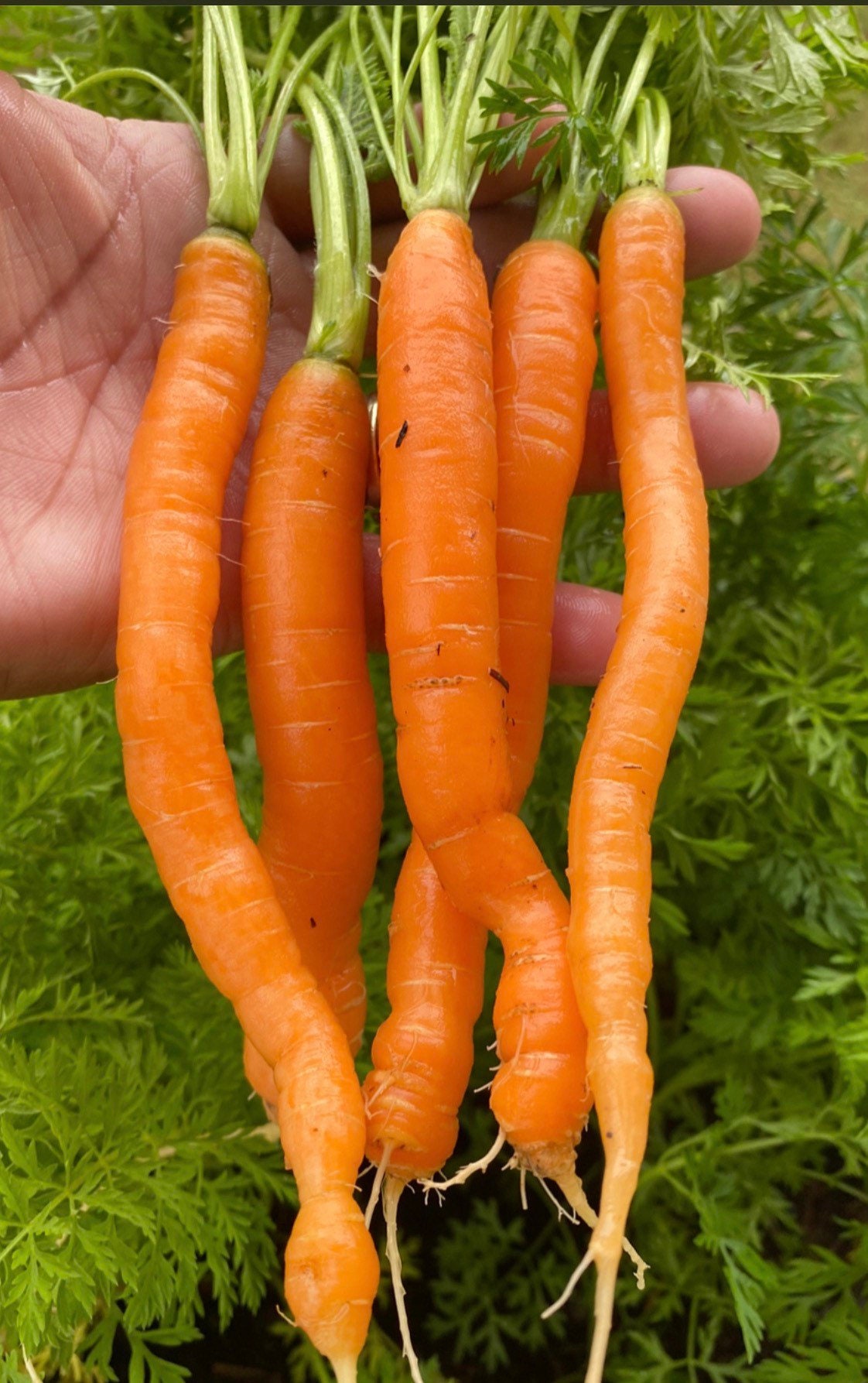 Little Finger Carrot Seeds - Etsy