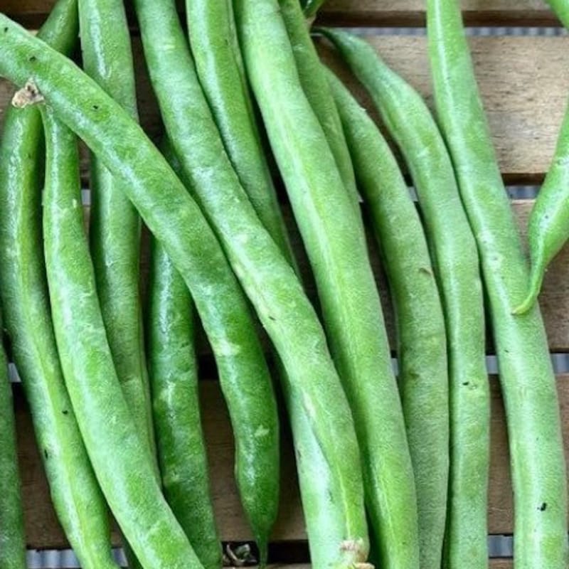 Green Bean Seeds - Etsy