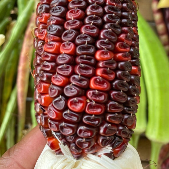 Outdoor & Gardening Plants Jimmy Red Corn Famous Bootlegger Moonshine ...