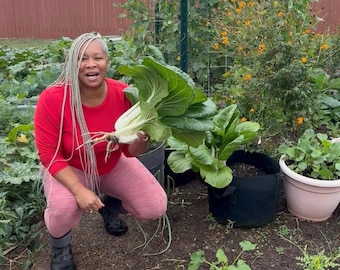 700 Seeds Tall Pak Choi/gao Jiao Stem Pak Choi Cabbage Fresh Seeds NON ...