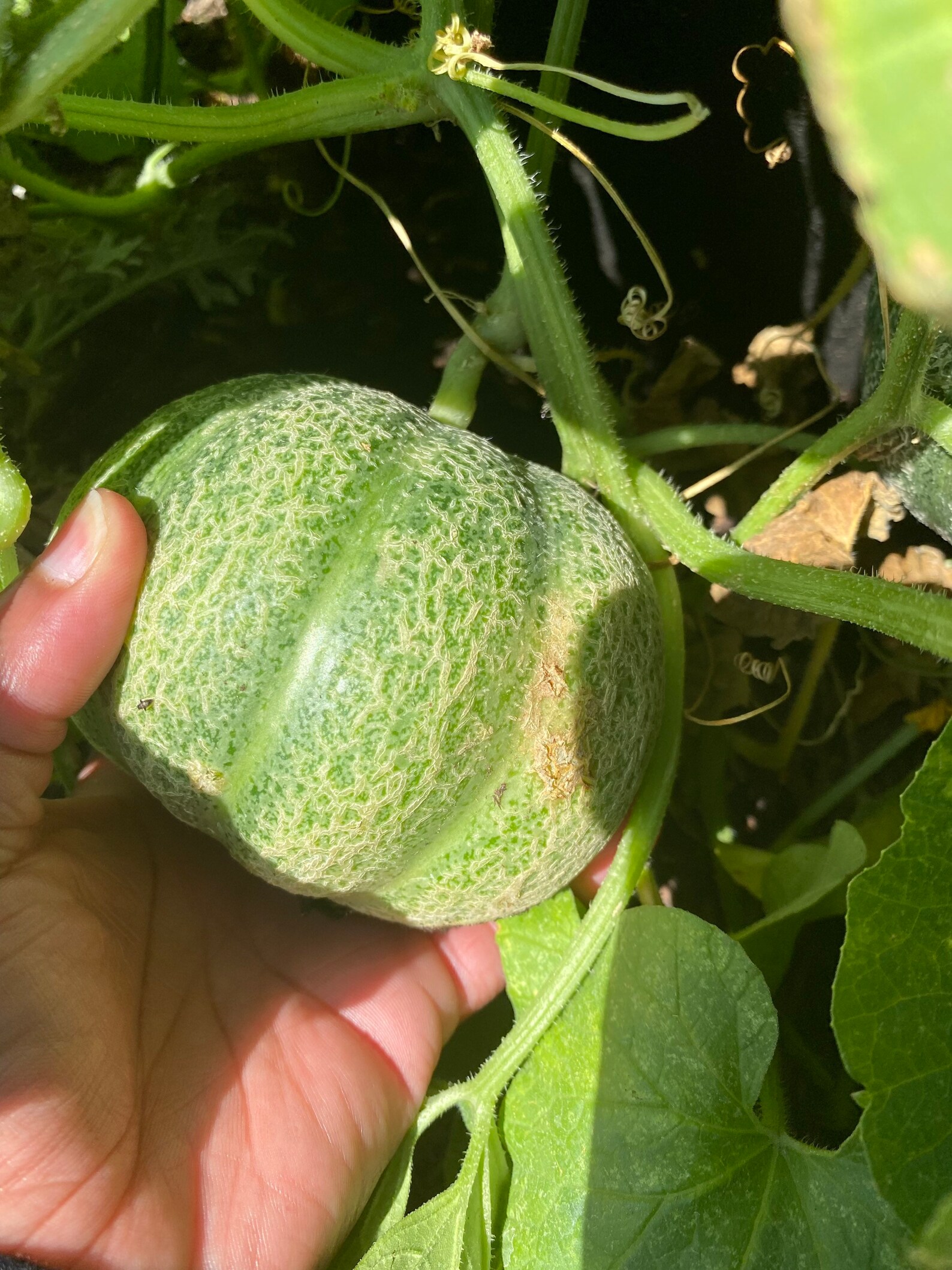 Minnesota Midget Micro Melon Seeds - Etsy