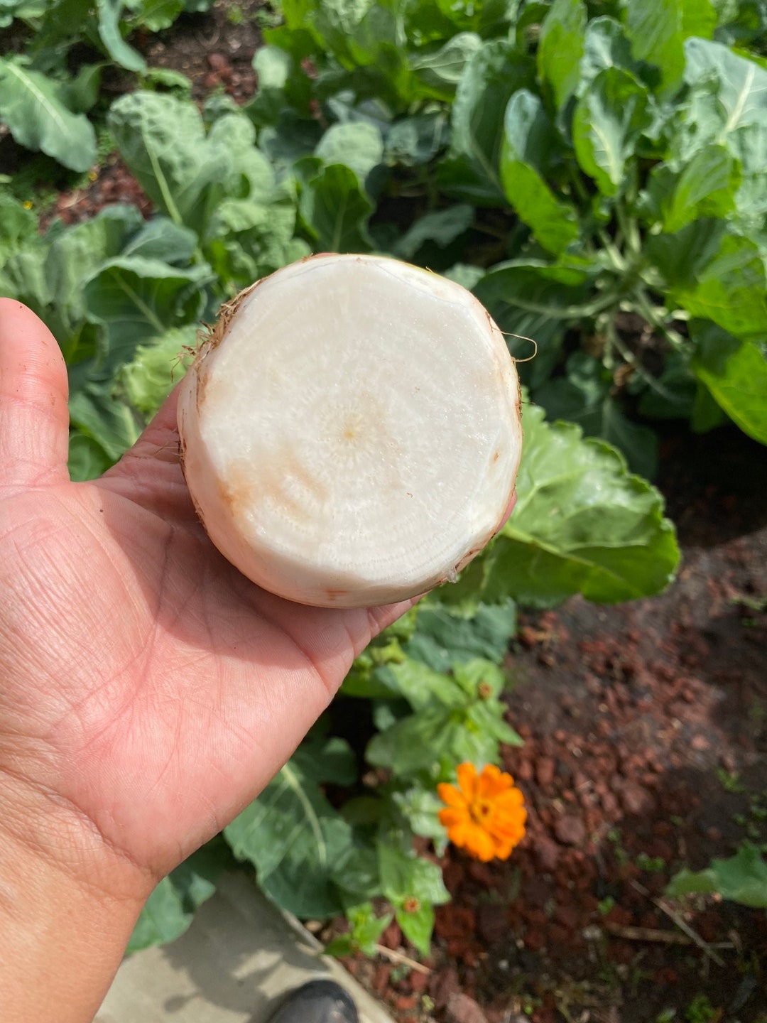 White Beet Seeds - Etsy