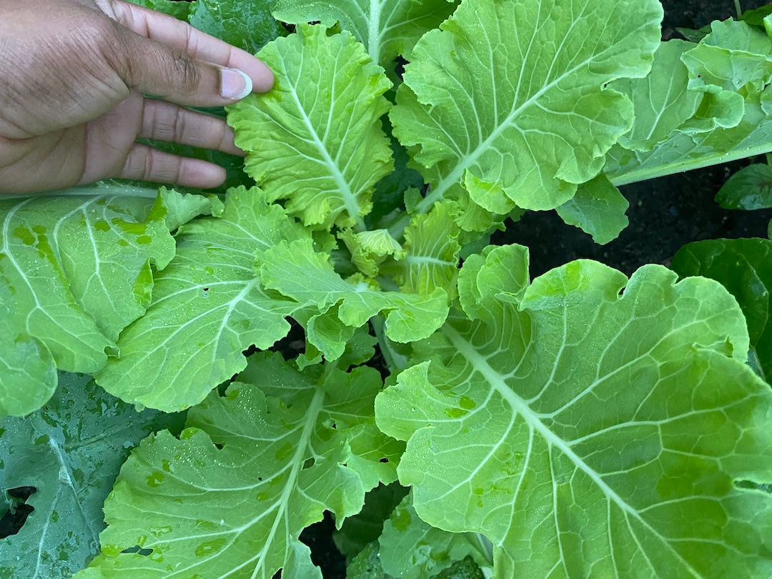 Yellow Cabbage Collard Seeds - Etsy