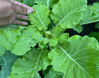 Carolina Yellow Cabbage Collard Seeds - 50 Seeds - Etsy