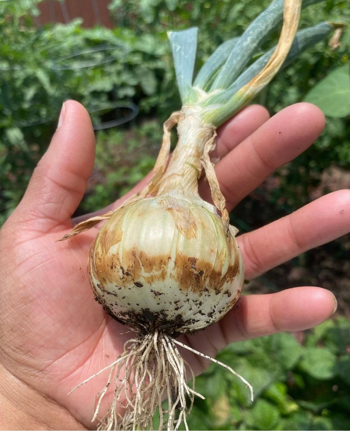 Onion Texas Early Grano Seeds Yellow - Etsy