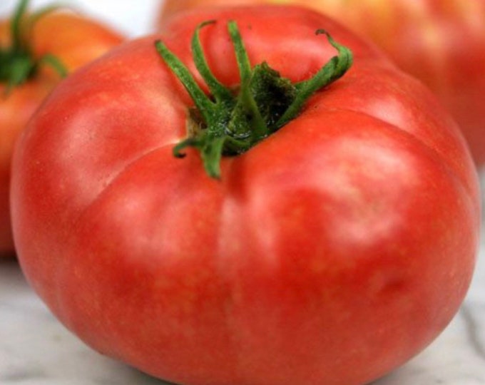 German Johnson Heirloom Tomato Seeds - Etsy