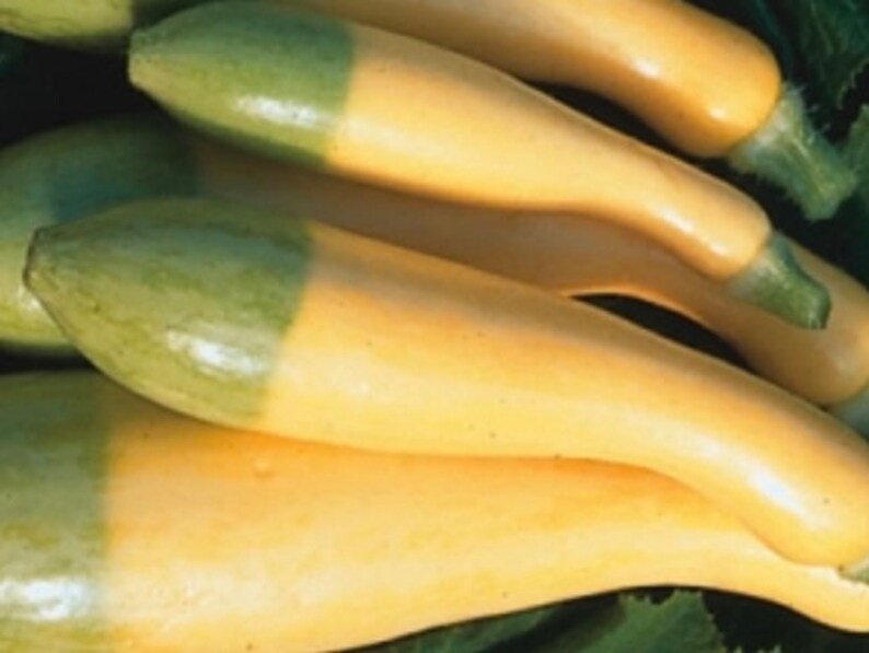 Zephyr Hybrid Yellow Summer Squash Seeds - Etsy