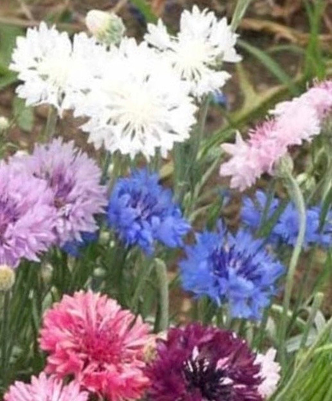 Bachelor Button - Mix Seeds - Etsy