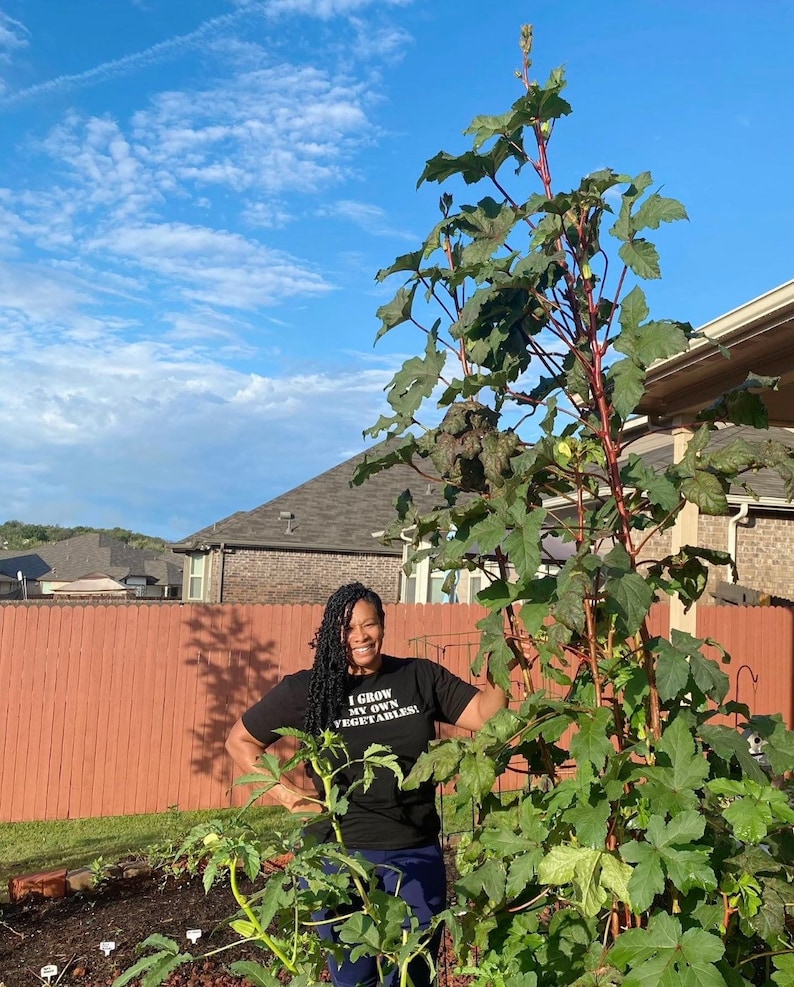 Alabama Red Okra Seeds - Etsy