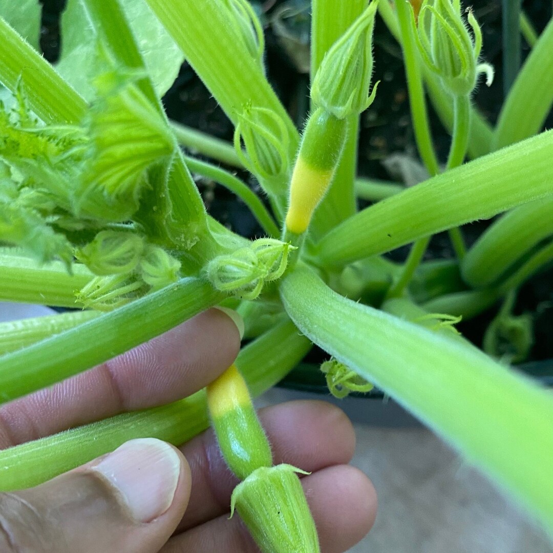 Zephyr Hybrid Yellow Summer Squash Seeds - Etsy