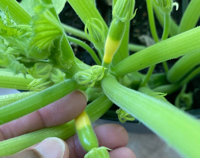 Zephyr Hybrid Yellow Summer Squash Seeds - Etsy