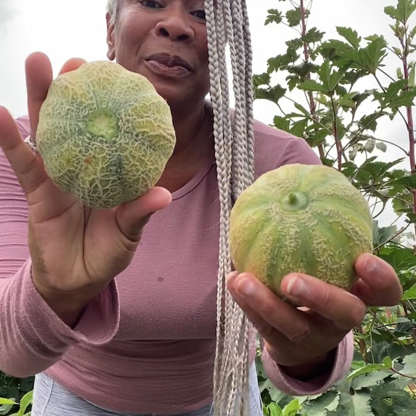 Minnesota Midget Melon Seeds - Etsy