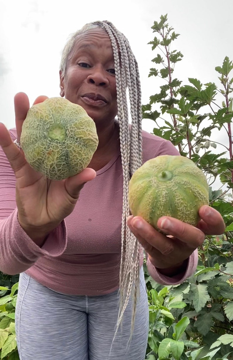 Minnesota Midget Micro Melon Seeds - Etsy