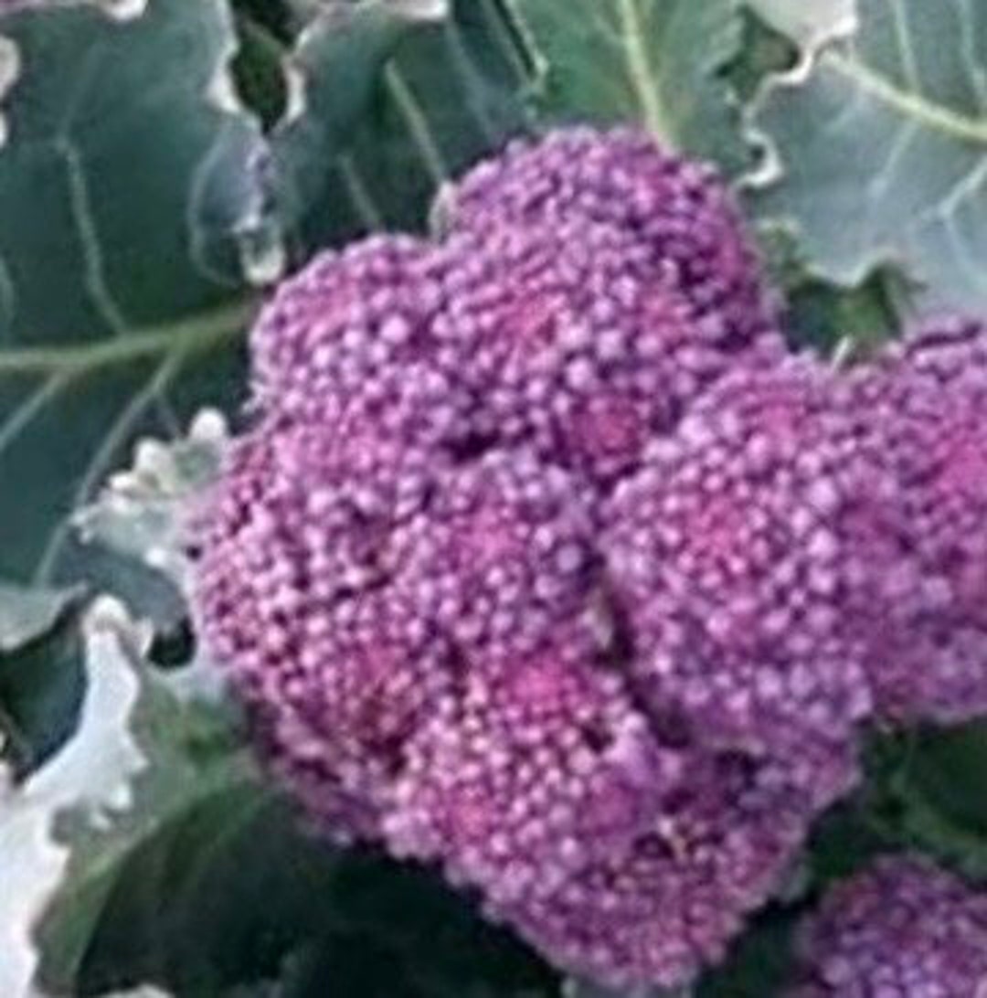 Early Purple Sprouting Broccoli Seeds - Etsy