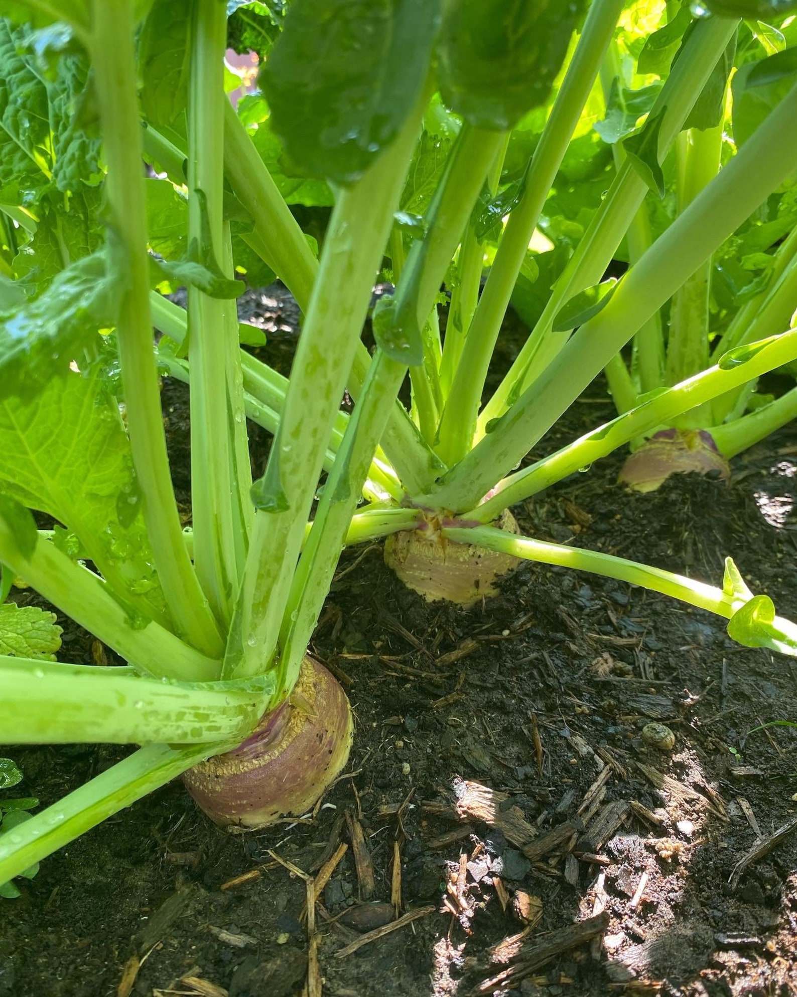 Purple Top Rutabaga Heirloom Seeds | Etsy