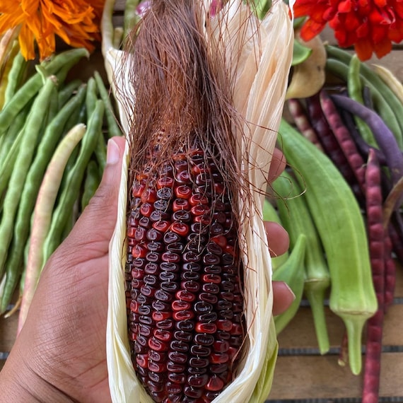 Outdoor & Gardening Plants Jimmy Red Corn Famous Bootlegger Moonshine ...