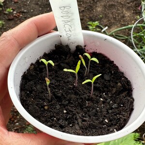 Bodacious Hybrid Tomato Seeds - Etsy